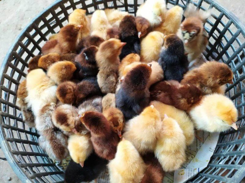 Chiks (per piece)-AgroMukam