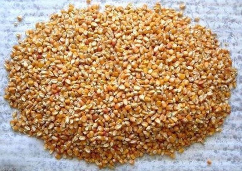 Yellow Corn Cattle feed (per ton) - Boost Growth & Health in Bangladesh ...