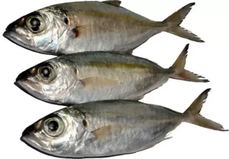 Ayla/Narkel Sea Fish (Per Kg)-AgroMukam