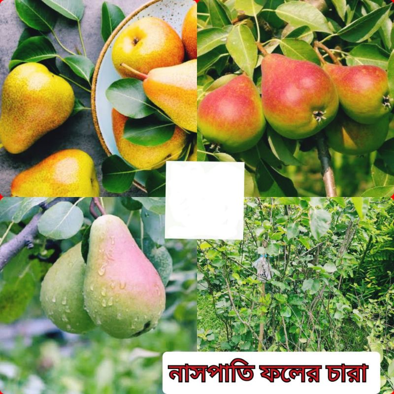 Nasfati fruit seedling ( Per Piece)-AgroMukam