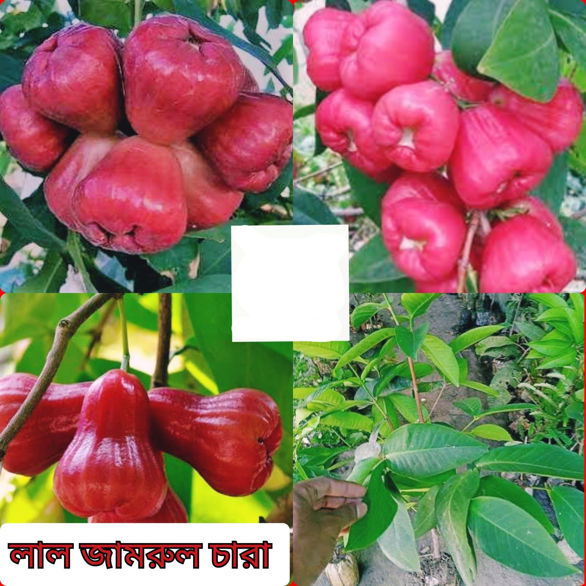 Red jamrul seedling(Per Piece)-AgroMukam