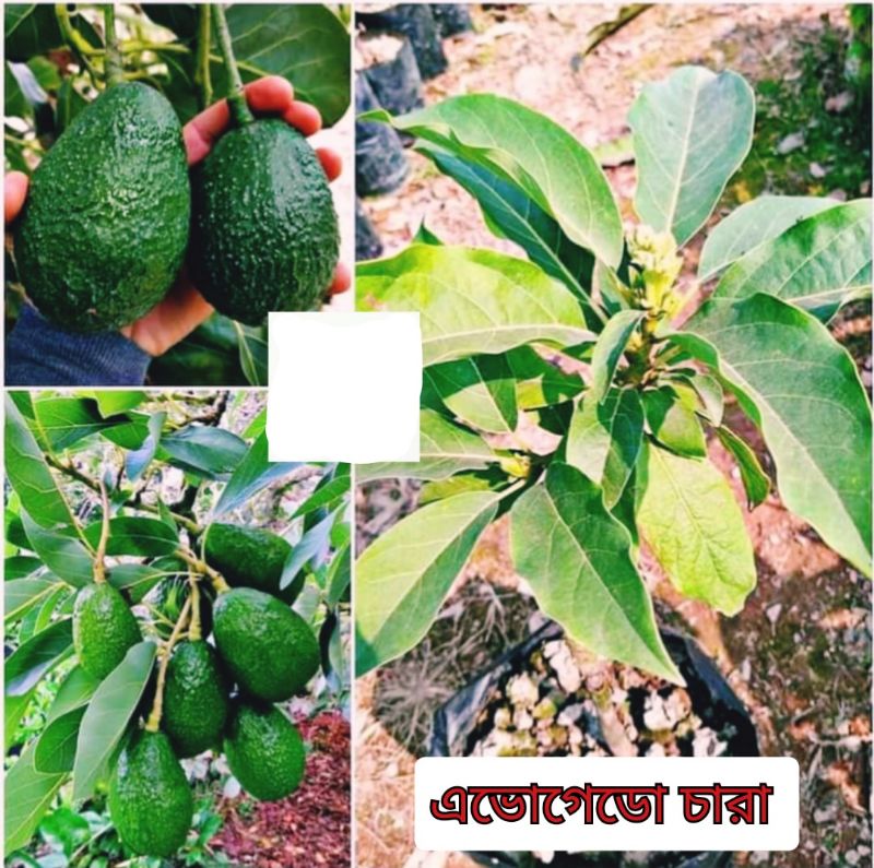 Avocado seedlings (per piece)-AgroMukam
