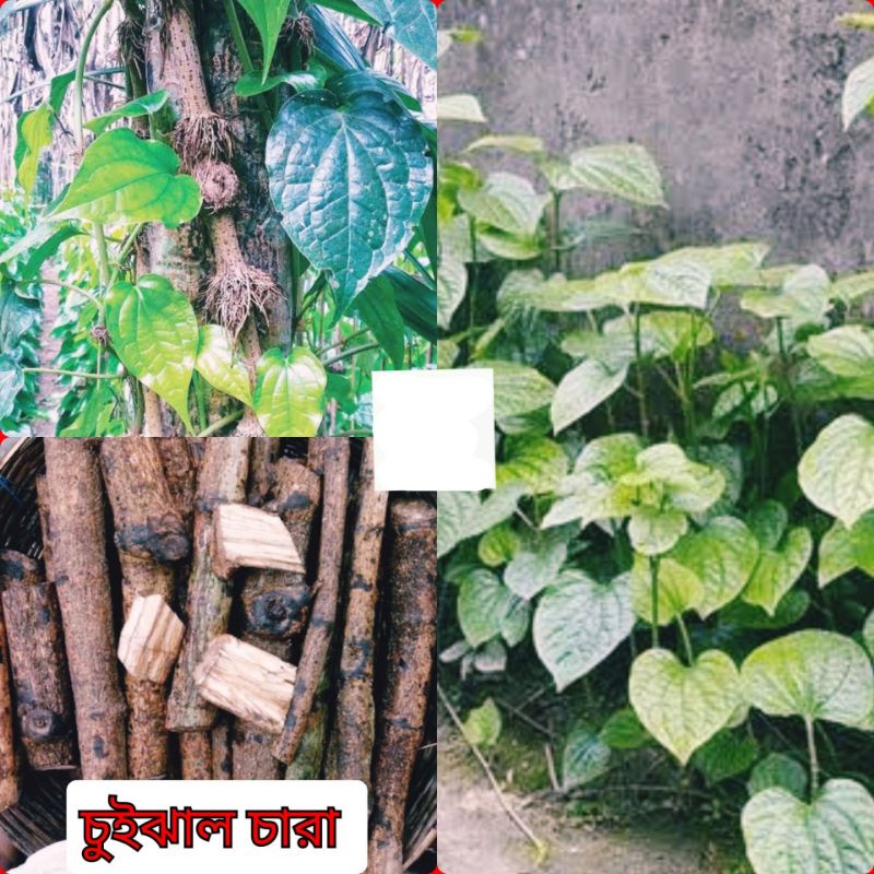 Chui Jhal plant (Per Piece)-AgroMukam