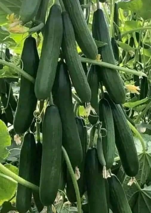 Arabian cucumber seeds-AgroMukam