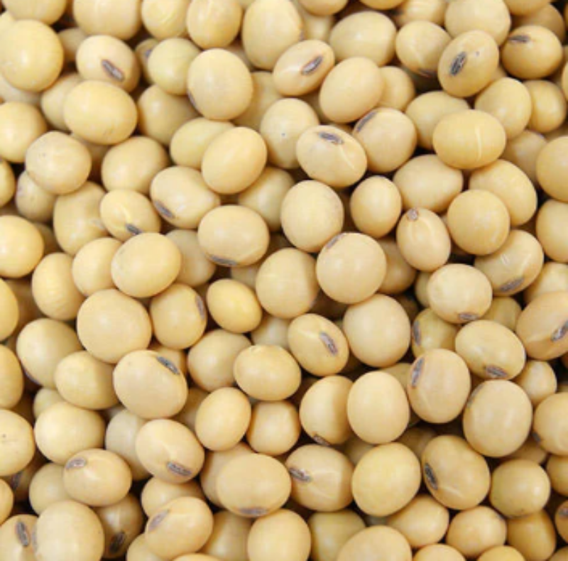 Soya Seeds (LC) - Premium Quality for Poultry Feed-AgroMukam