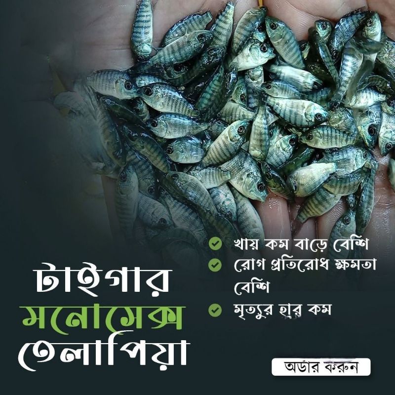 Tiger Monosex Tilapia 08 Inch Per 5000 Piece Agromukam