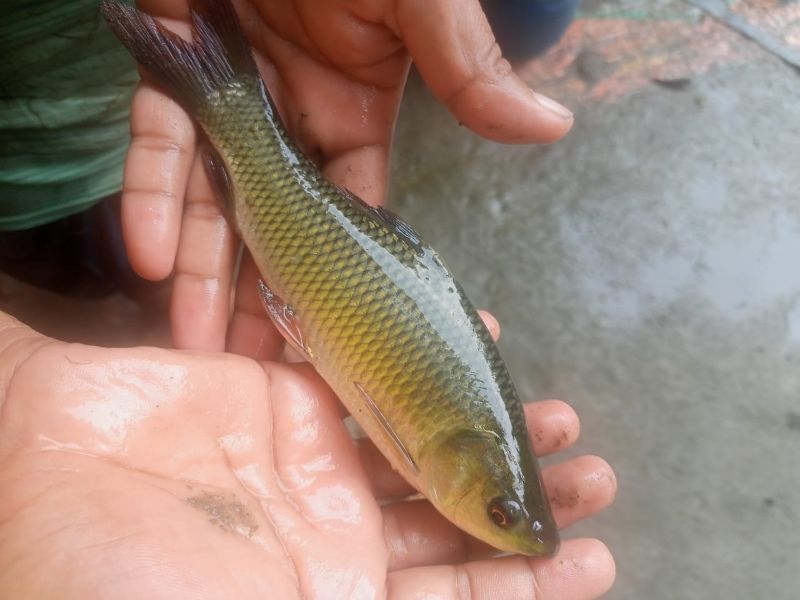 Best Rui Pona Fish for Carp Fish Hatchery - 15-20 Pieces per kg-AgroMukam