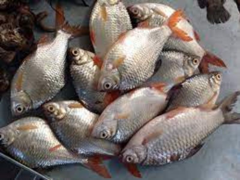 Style & Durability: Sorputi Macher Pona (20 kg) - A Fashionable & Eco ...