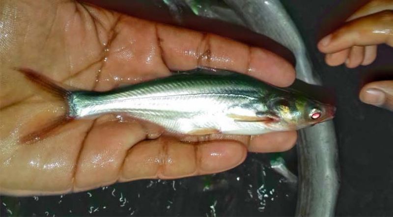 Pangs Fish Pona: The Ultimate Aquarium Decor for Fish Lovers in ...