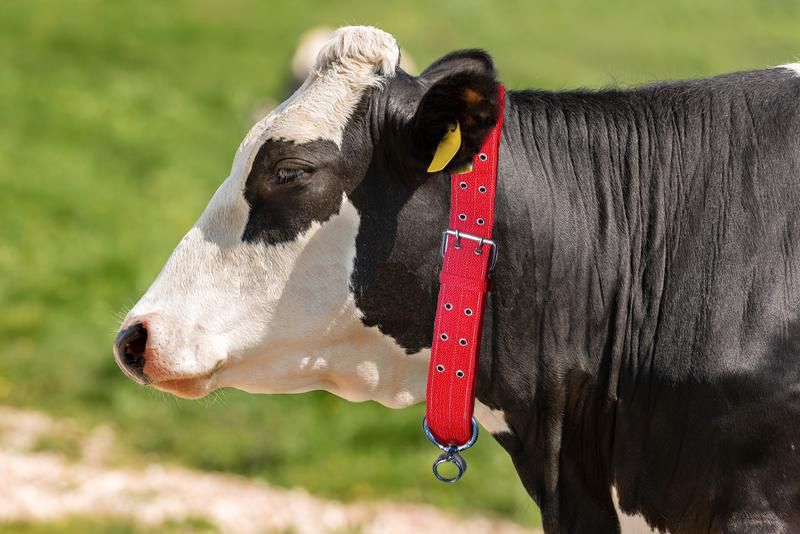 The ultimate cow collar belt for ultimate comfort and style!-AgroMukam