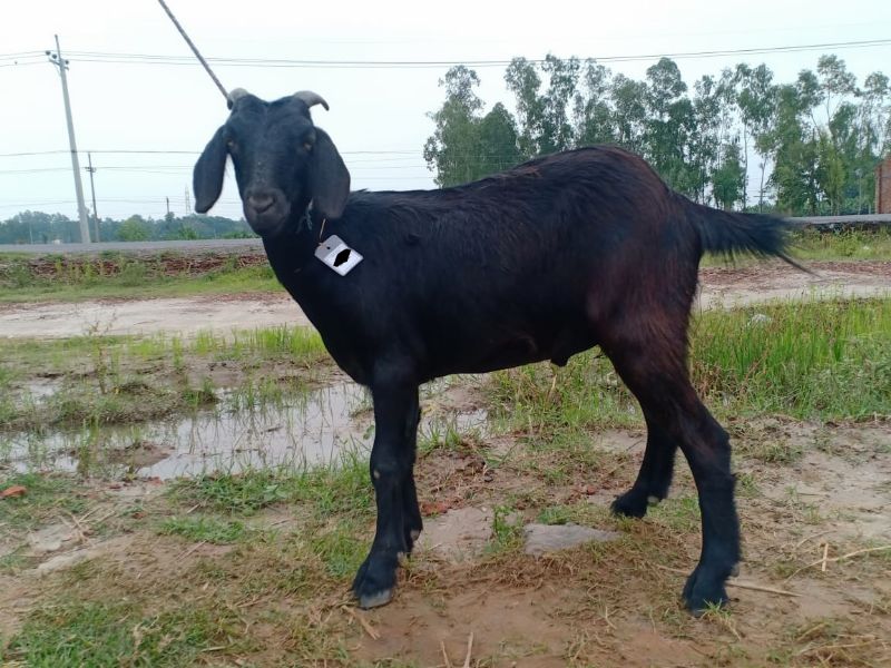 Book Your Goat Now! | Agromukam.com-AgroMukam