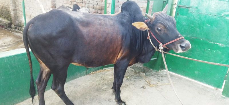 Deshal: Black Red (Tag No-90)-AgroMukam