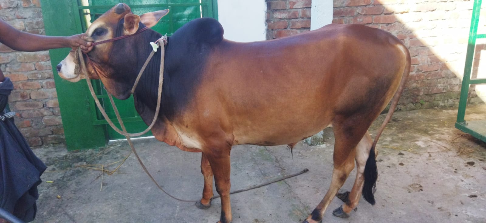 Deshal:Red (Tag No-88)-AgroMukam