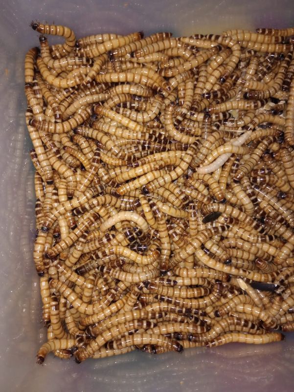 Supercharge your poultry's growth with the ultimate natural food ...