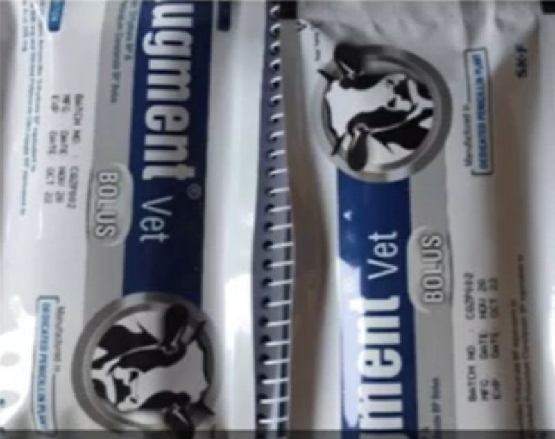 Augment Vet – Comprehensive Antibiotic Solution for Cattle-AgroMukam