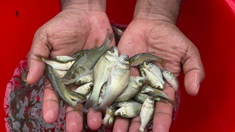 Introducing the Halda River Katla Pona 3-inch (4000 Pieces): A ...