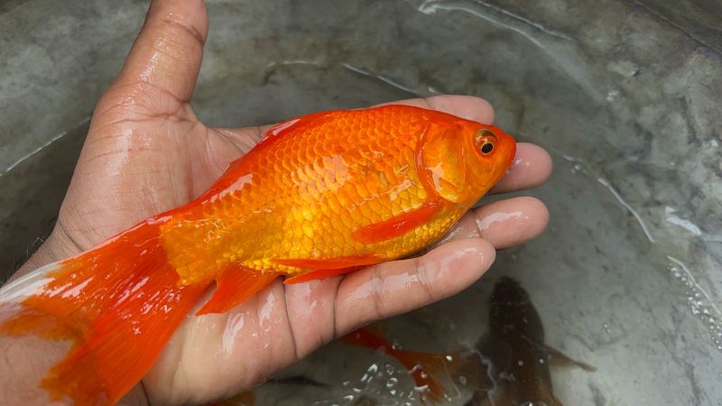 Best Gold Fish 5 Inch (100 Pieces) for Bangladesh-AgroMukam