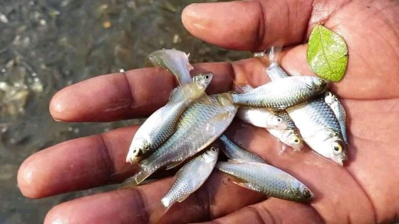 Thai Sarputi 2 inch (4000 piece): The ultimate fingerling paradise ...