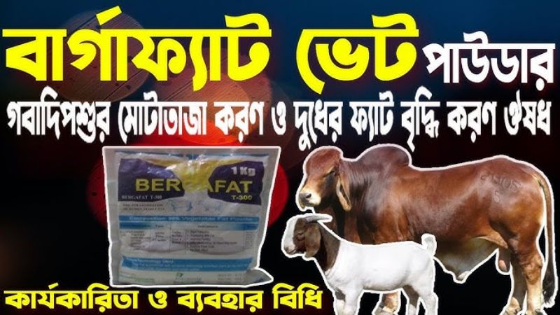 Best BERGAFAT 1kg Cattle Nutrition - Stylish & Durable Feed for Growing Champions-AgroMukam