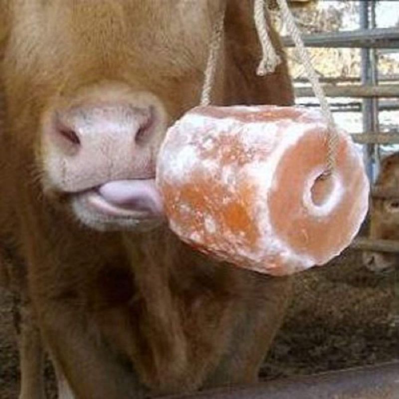 Himalayan Pink Salt Block for Cattle | Natural Mineral Supplement ...