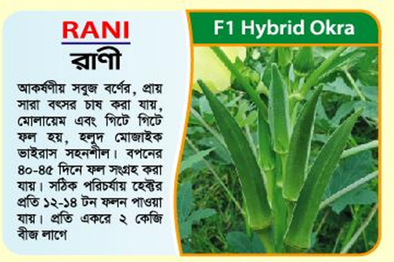 Rani F1 Hybrid Okra -50g-AgroMukam
