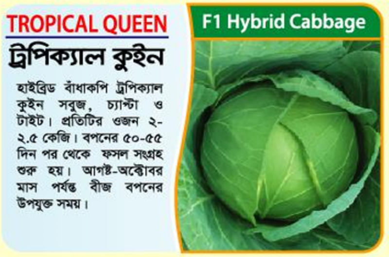 Tropical Queen Hybrid Cabbage Seed (10 gm) - 1kg Bangladesh-এ-AgroMukam