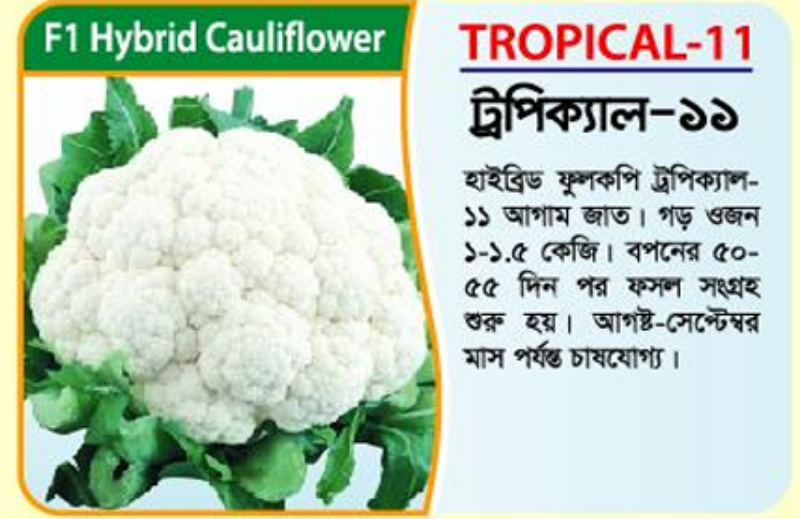 Tropical-11 F1 Hybrid Cauliflower (10gm) -1kg Bangladesh-এ-AgroMukam