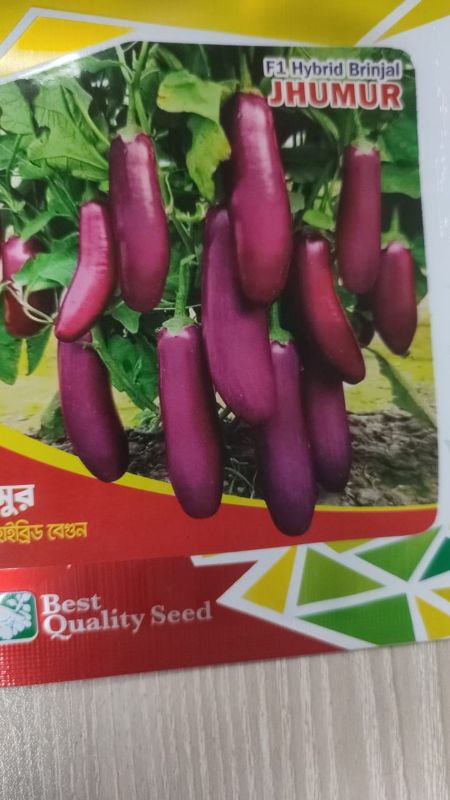 Jhumur – F1 Hybrid Brinjal 5 gm-AgroMukam